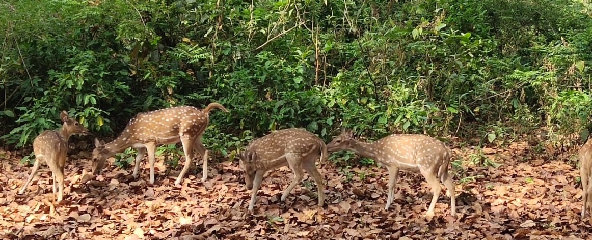 Phato Zone Safari Booking Procedure, Location, Details, Reviews